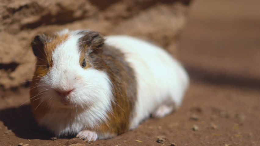 Close up of a face of a Guinea Pig - Cavia porcellus image - Free stock ...