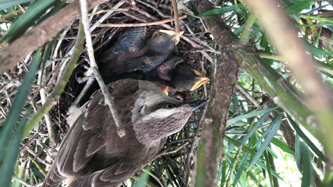 Chalkbrowed Mockingbird Hatchlings Resting On Nest Stock Footage Video ...