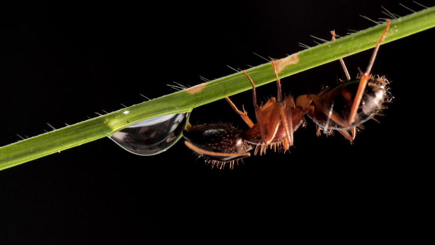 138 Ant drinking water Stock Video Footage - 4K and HD Video Clips ...
