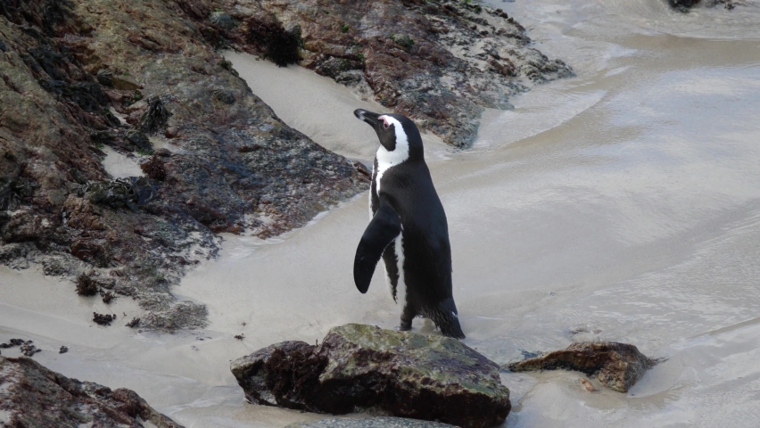Penguin Stretching Out On the Stock Footage Video (100% Royalty-free ...