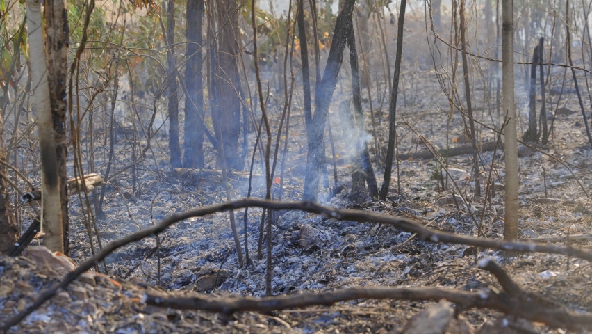 After Rain Forest Fire Disaster Stock Footage Video (100% Royalty-free ...