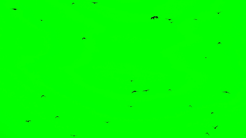 crows flying on green screen Stock Footage Video (100% Royalty-free ...