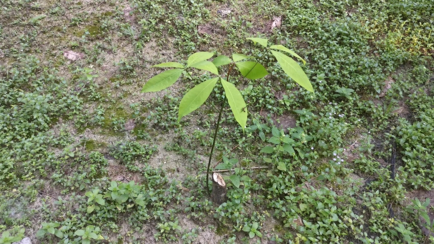 Young Hevea Brasiliensis Seedling Tree Stock Footage Video (100% ...