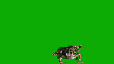 Frog Walking On Green Screen Stock Footage Video (100% Royalty-free ...