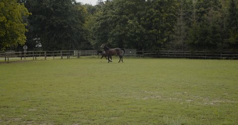 Horse Stumble While Running Speed Pasture Stock Footage Video (100% ...