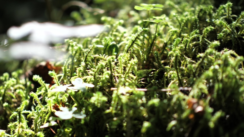 Cat tail moss Stock Video Footage - 4K and HD Video Clips | Shutterstock