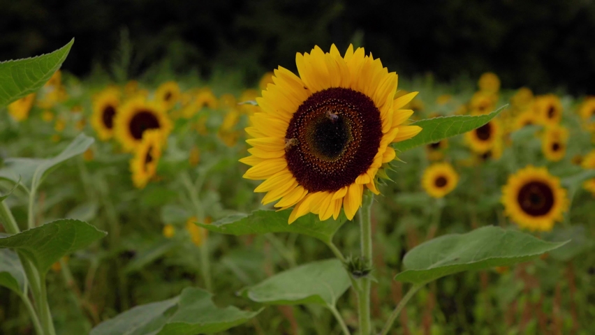 Sunflower path Stock Video Footage - 4K and HD Video Clips | Shutterstock