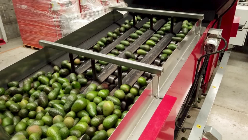 2,485 Avocado Tree Stock Video Footage - 4K and HD Video Clips ...