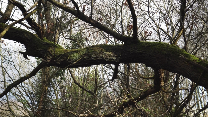 Twisted Tree Limbs Stock Video Footage - 4K and HD Video Clips ...