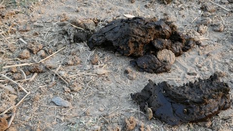 Cow shit Stock Video Footage - 4K and HD Video Clips | Shutterstock