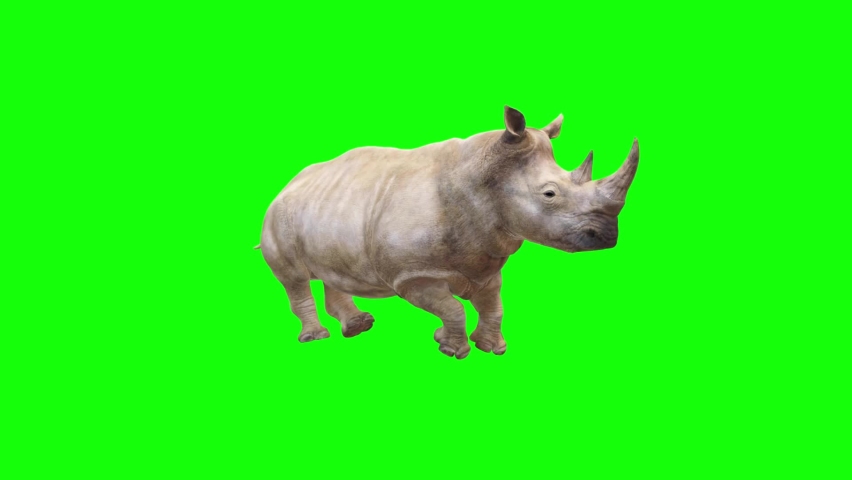 rhino running on green screen Stock Footage Video (100% Royalty-free ...