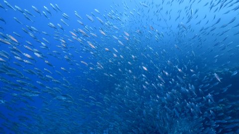 Hunting Blue Runner Bait Ball School Stock Footage Video (100% Royalty ...