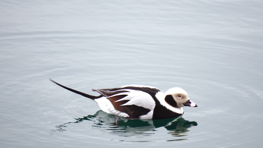 6 Old squaw Stock Video Footage - 4K and HD Video Clips | Shutterstock