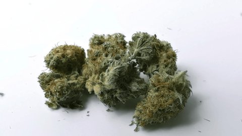 494 Weed Falling Stock Video Footage - 4K and HD Video Clips | Shutterstock