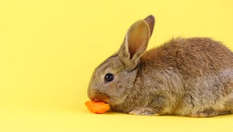 Cute Red Baby Easter Rabbit Eating Stock Photo (Edit Now) 395561401