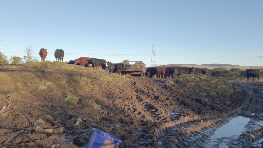 overgrazing by cattle scottish field leading Stock Footage Video (100% ...