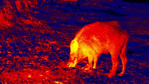 Wild boar night Stock Video Footage - 4K and HD Video Clips | Shutterstock