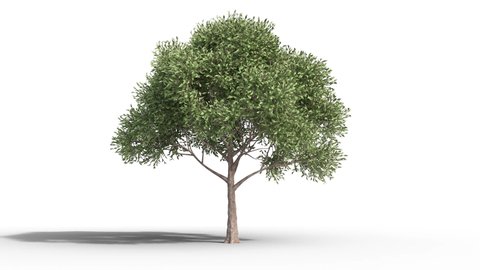 Growing Trees On White Background 3d Stock Footage Video (100% Royalty ...