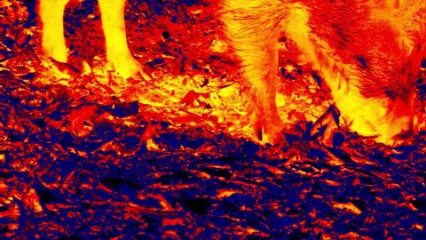 Wild boar night Stock Video Footage - 4K and HD Video Clips | Shutterstock