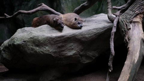 Beavers Taking Good Rest Stock Footage Video (100% Royalty-free ...