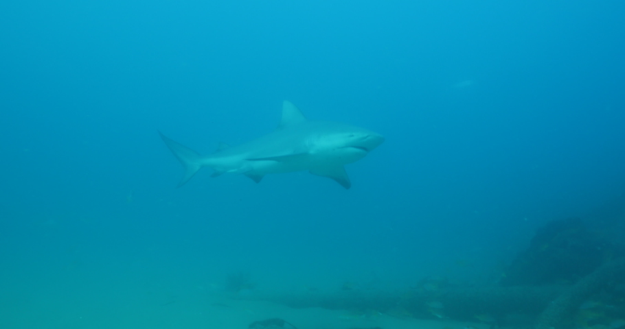 Shark Fin Aquarium Stock Video Footage - 4K and HD Video Clips ...