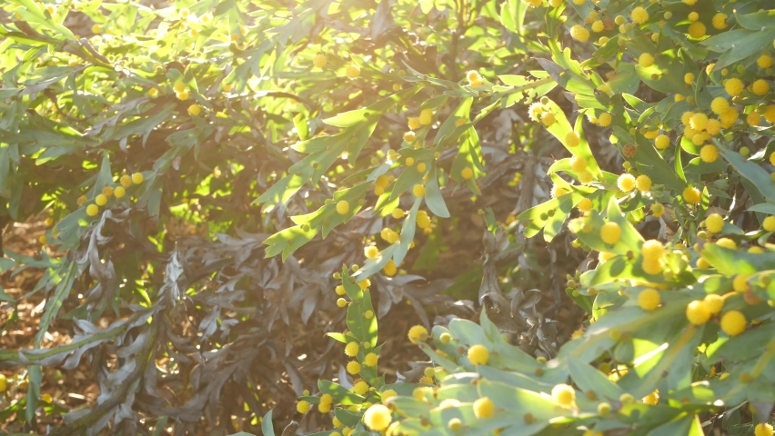 Clay wattle Stock Video Footage - 4K and HD Video Clips | Shutterstock