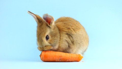 Cute Red Baby Easter Rabbit Eating Stock Photo (Edit Now) 395561401