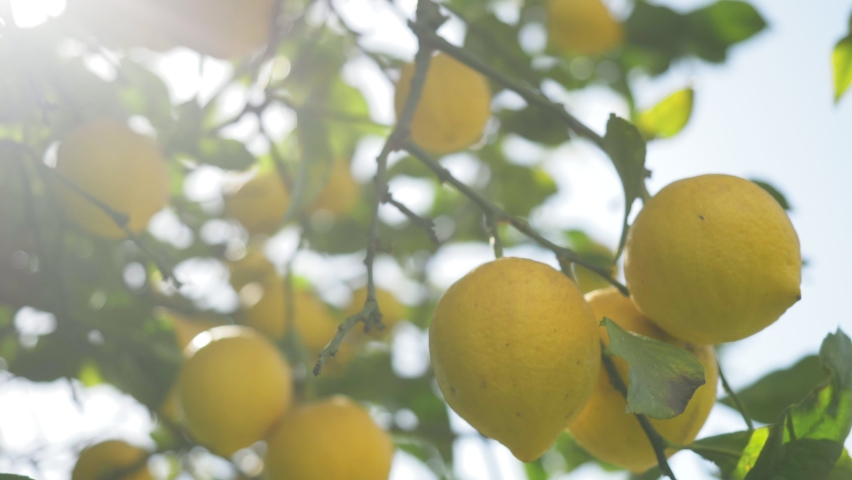 Sicily Tree Stock Video Footage - 4K and HD Video Clips | Shutterstock