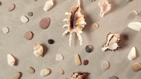 various colorful beautiful shells on beach Stock Footage Video (100% ...