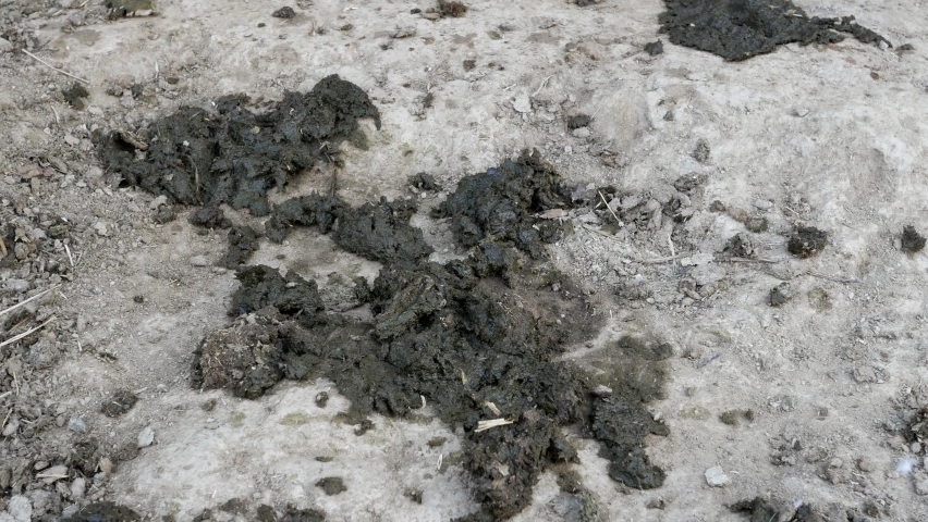 Cow Manure White Background Stock Video Footage - 4K and HD Video Clips ...