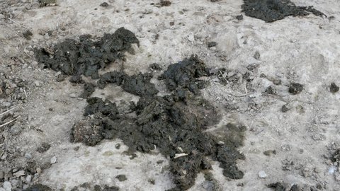 Cow shit Stock Video Footage - 4K and HD Video Clips | Shutterstock