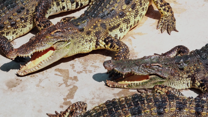 herd crocodiles waiting food hungry alligators Stock Footage Video (100 ...
