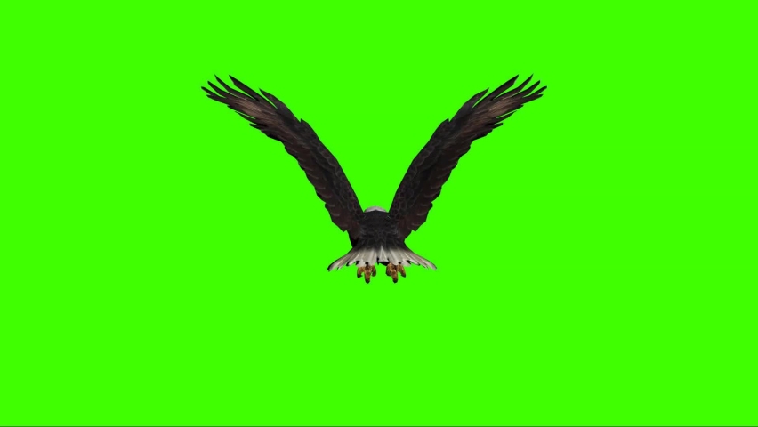 3d Render Hawk Flying Loop On Stock Footage Video (100% Royalty-free ...