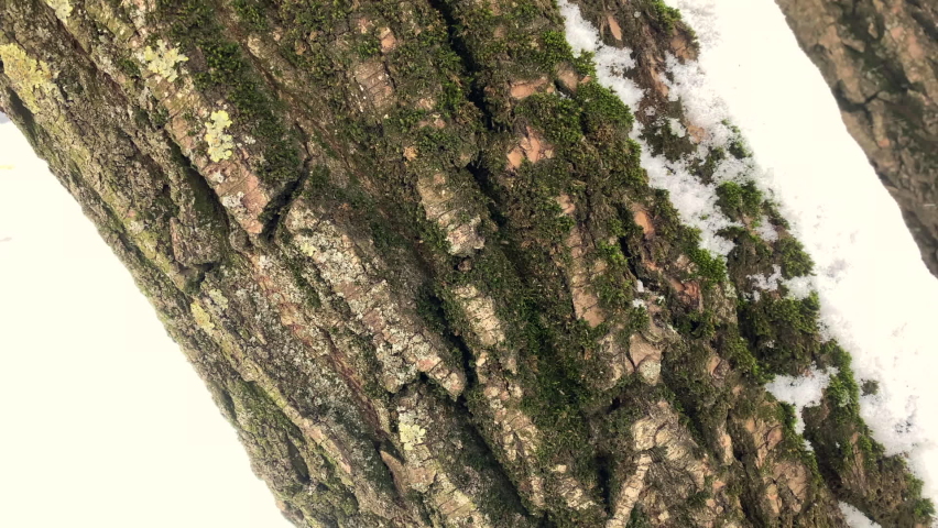 76 Creaking snow Stock Video Footage - 4K and HD Video Clips | Shutterstock