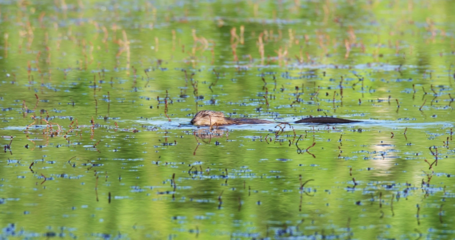 Muskrat swimming in the water image - Free stock photo - Public Domain ...