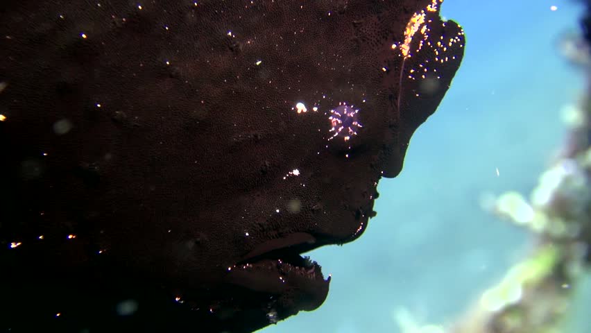 giant frogfish face close-up Stock Footage Video (100% Royalty-free ...