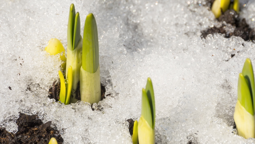 first early sprouts flowers spring under Stock Footage Video (100% ...