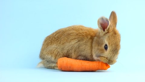 Cute Red Baby Easter Rabbit Eating Stock Photo (Edit Now) 395561401