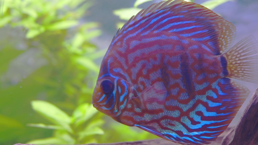 close view gorgeous tiger turks discus Stock Footage Video (100% ...