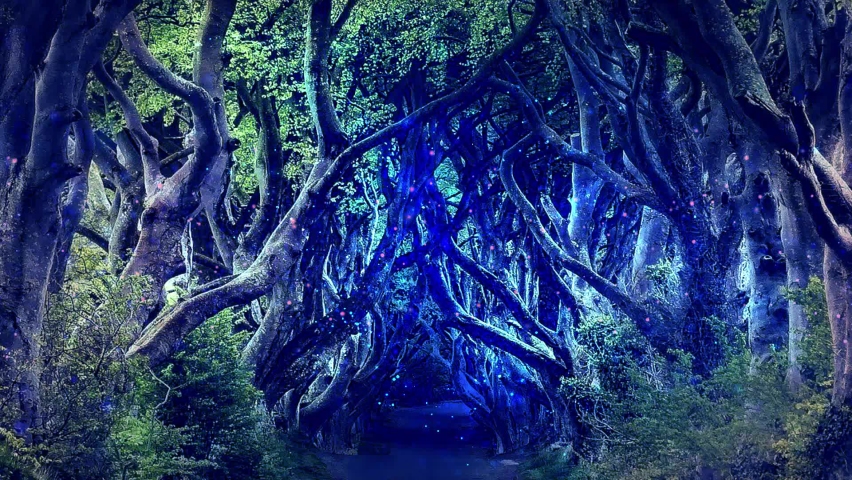 Magical Forest Fairy Lights Background Stock Footage Video (100% ...