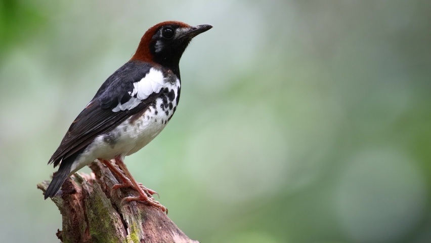 Vogel bird Stock Video Footage - 4K and HD Video Clips | Shutterstock