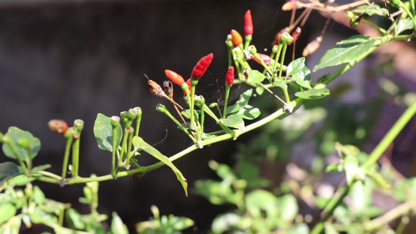 Chilli Botanical Stock Video Footage - 4K and HD Video Clips | Shutterstock