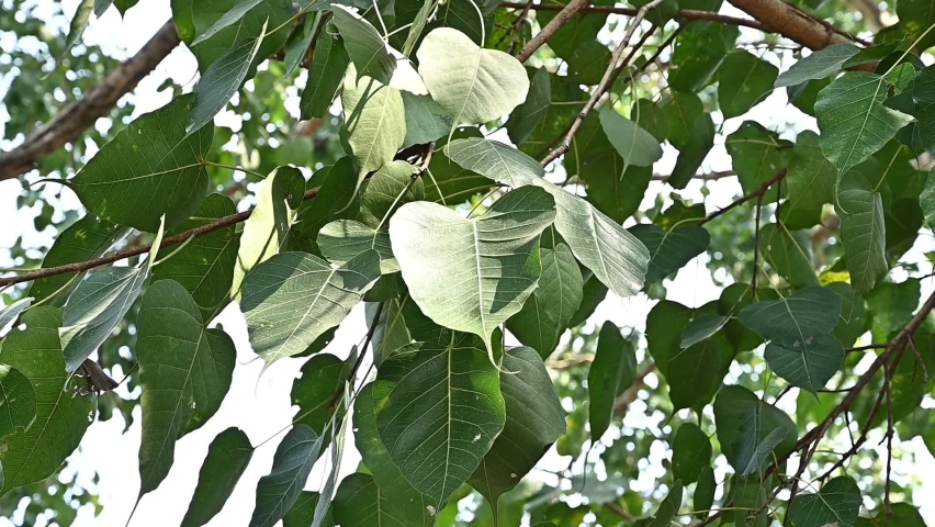 Buddhist Bodhi Tree Stock Video Footage - 4K and HD Video Clips ...