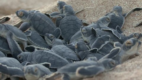 Zooming Out On Green Turtle Hatchlings Stock Footage Video (100% ...