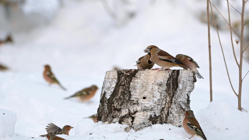 many passerine songbirds winter snow forest Stock Footage Video (100% ...