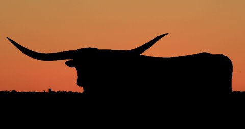 Texas Longhorn Sunset Red Light Sunrise Stock Footage Video (100% ...