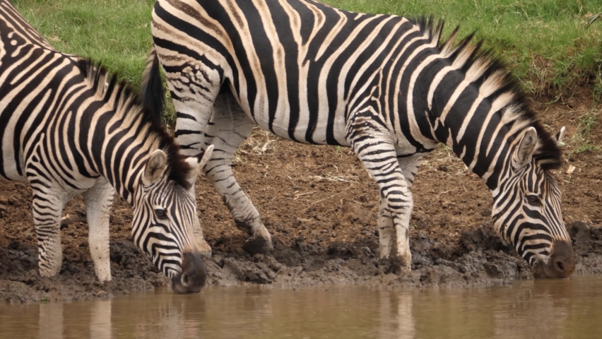 Wildtrust Stock Video Footage - 4K and HD Video Clips | Shutterstock