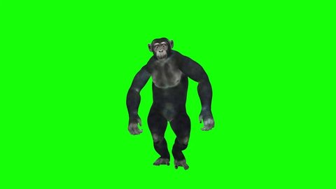 Group Chimpanzee House Dance Dancer Green Stock Footage Video (100% ...