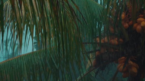 Slow Motion Rain Falling On Coconut Stock Footage Video (100% Royalty ...