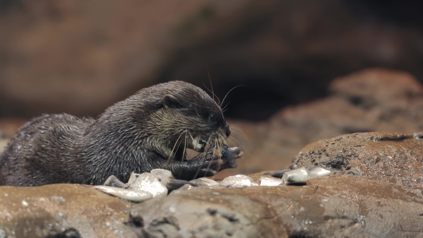 20 Carnivory Stock Video Footage - 4K and HD Video Clips | Shutterstock